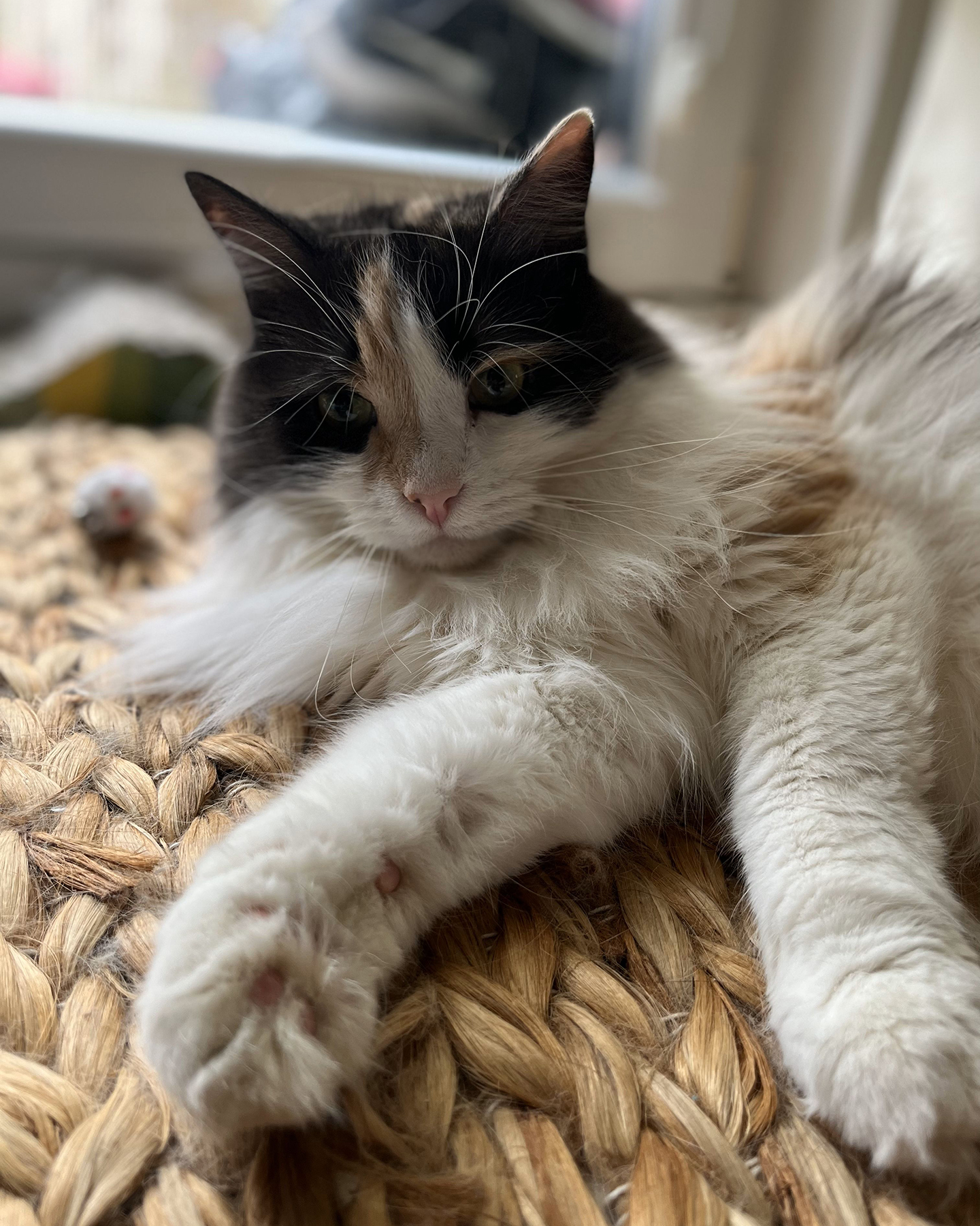 Kitty den - CITY PETS BY Paws 'N' Board